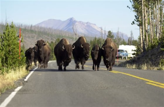 Report critical of Yellowstone bison cull