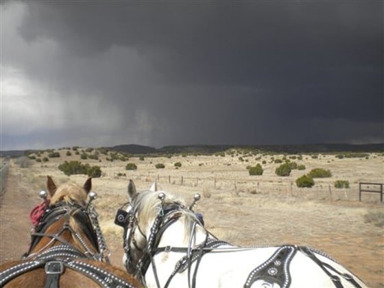 Wagon smashed, horses dead, road ahead uncertain