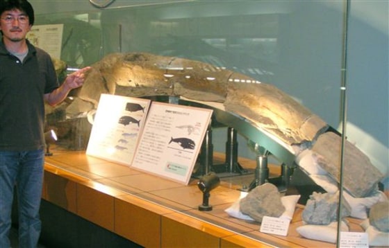 Japan may have oldest whale fossil