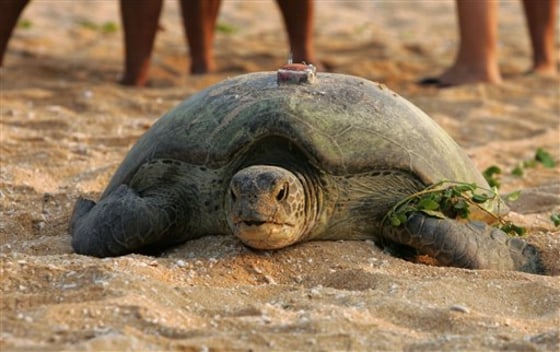 Green turtles get help on Taiwanese islands