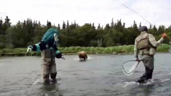 kangaroo attacks glider