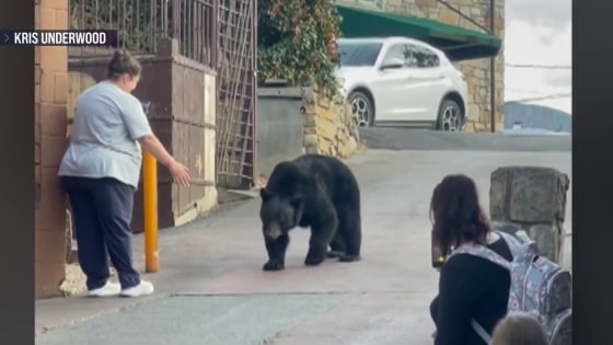 domesticated bear attacks