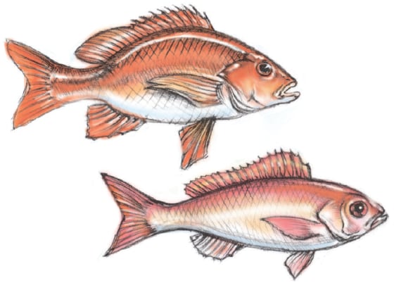 'Red snapper' has fishy smell, study says