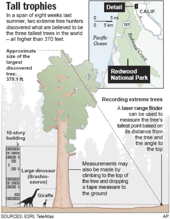 tallest tree before hyperion