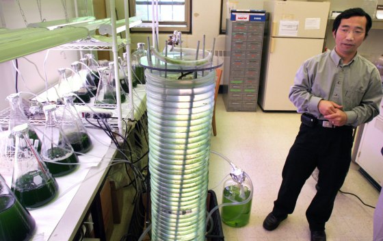 Oil from algae? Scientists seek green gold