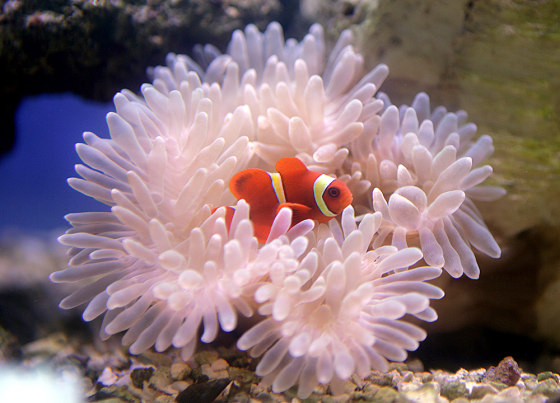 How Nemo finds his way home