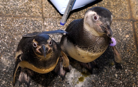 In warm Brazil, a perplexing inrush of penguins