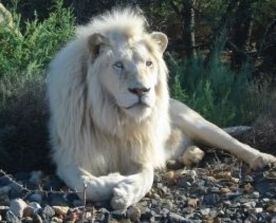 Rare white lions released to wild
