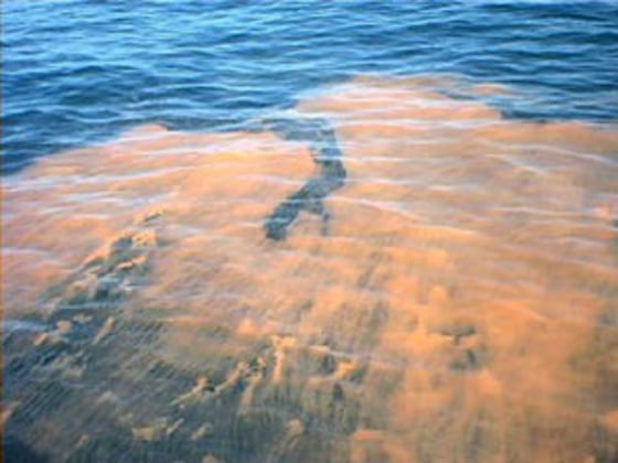 red tide algae bloom