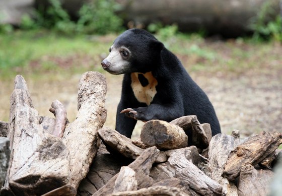 malayan sun bear coloring pages