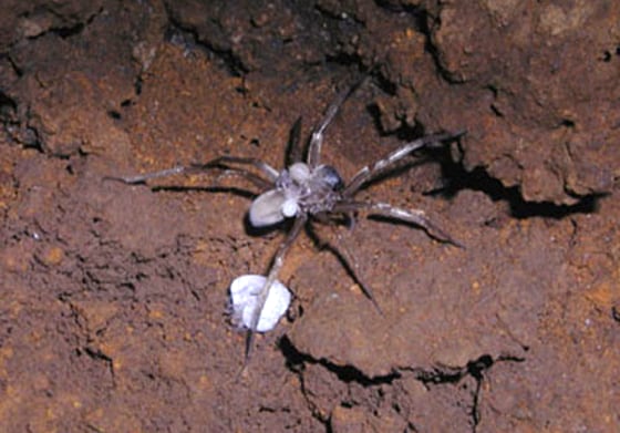 Why some animals eat their offspring