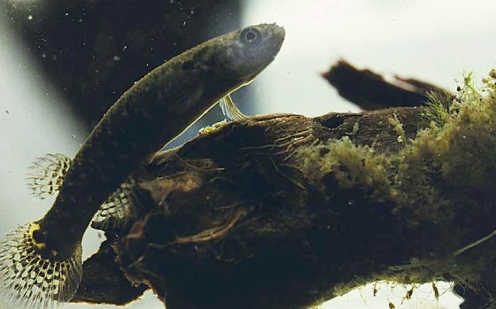 Tropical fish can live for months out of water