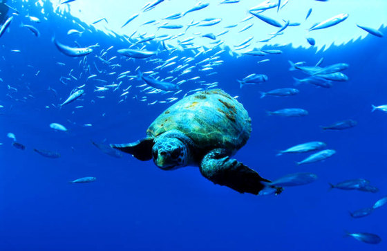 Plea to list Atlantic loggerheads as endangered