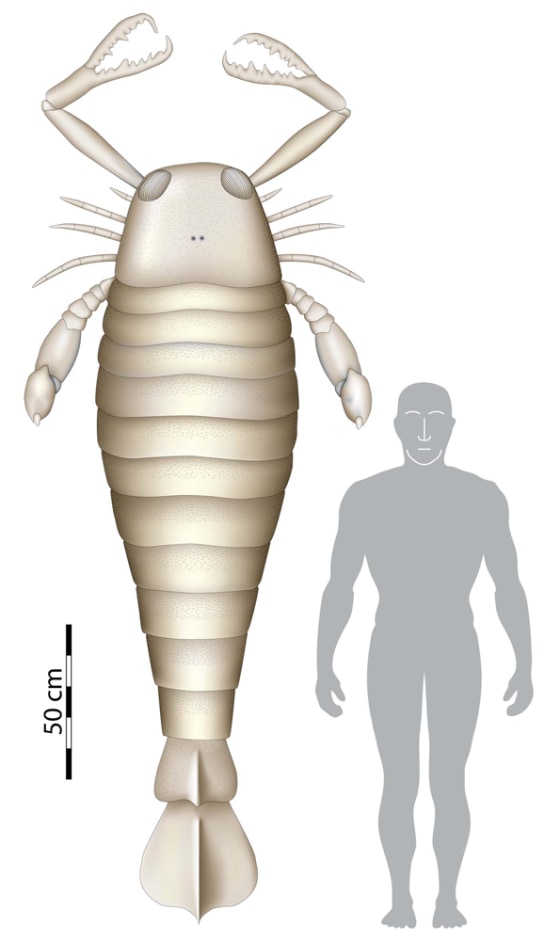 eurypterida size