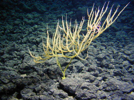deep ocean plants