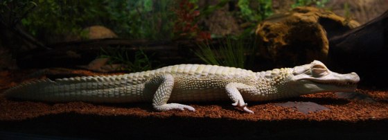 rare alligators