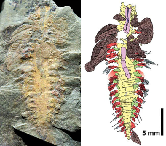 Fossil of extinct armored worm discovered