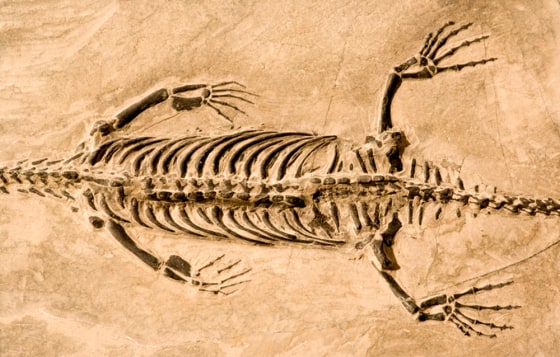 chingkankousaurus fossil