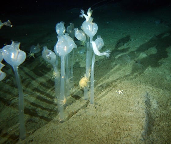 Unexplained Creatures Found Mysterious Creatures: Exploring The Depths