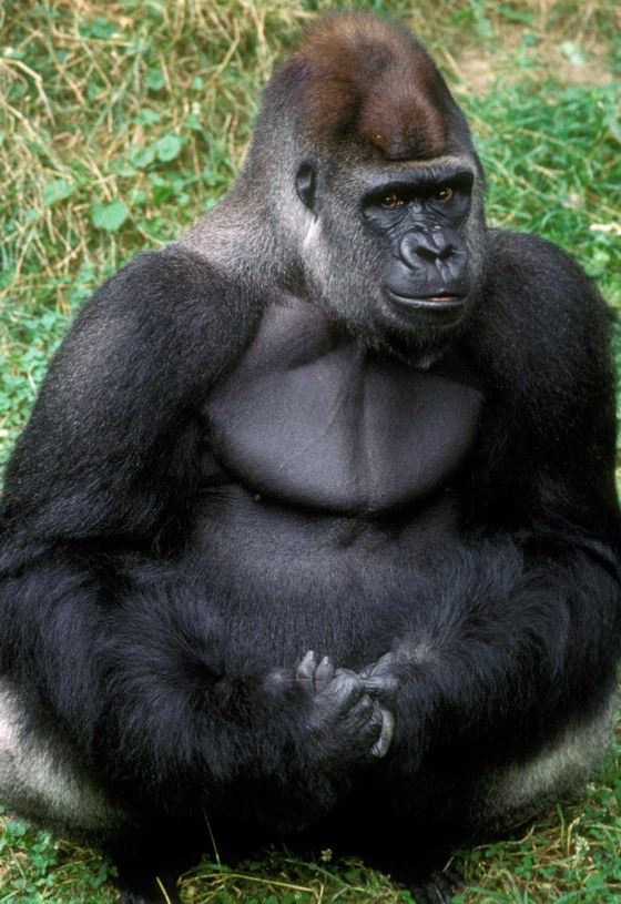 is gorilla ape