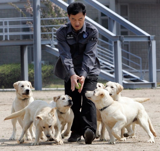 South Korea to use cloned sniffer dogs
