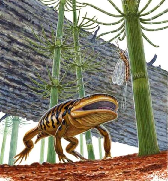 ‘Frog-amander’ fossil fills evolutionary gap