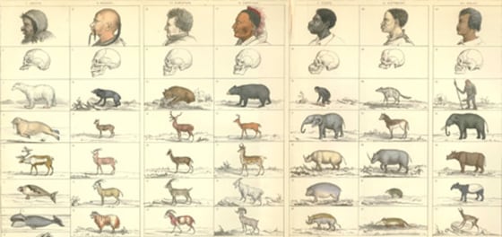 1770s-1850s: One race or several species?