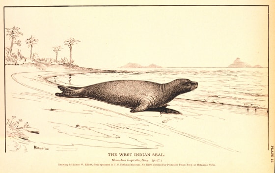 It's official: Caribbean monk seal is extinct