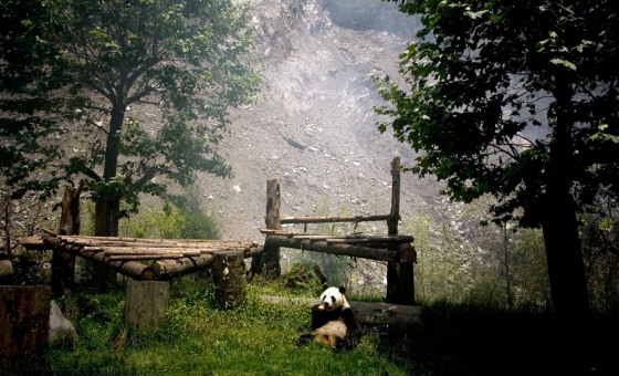 panda tree earthquake