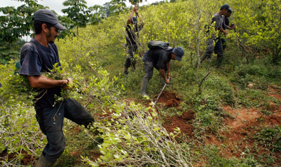 U.N.: 'Shock' rise in Colombia coca growth