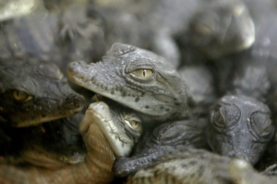 Baby crocodiles cry from inside their eggs
