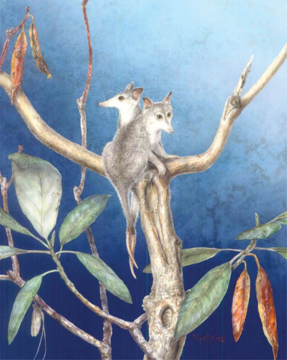 pouched mammals notes