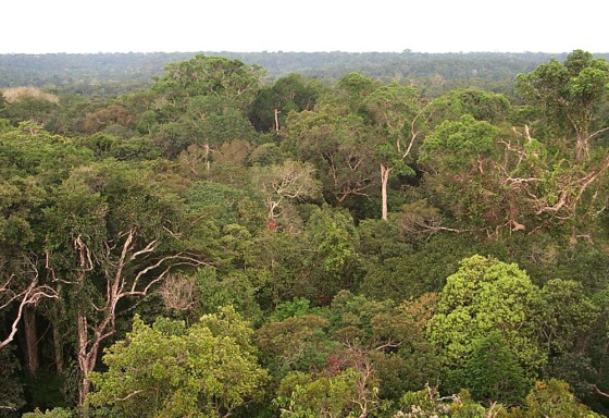 Amazon trees don't grow like they used to