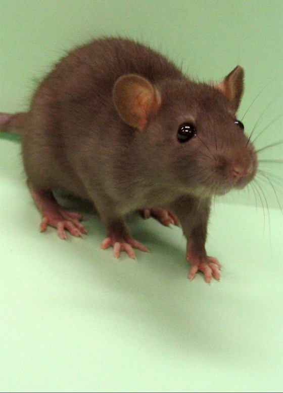 Laboratory rat’sgenetic code deciphered