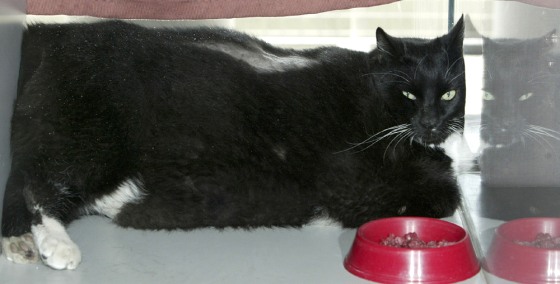 Fat cat wheezes into animal shelter