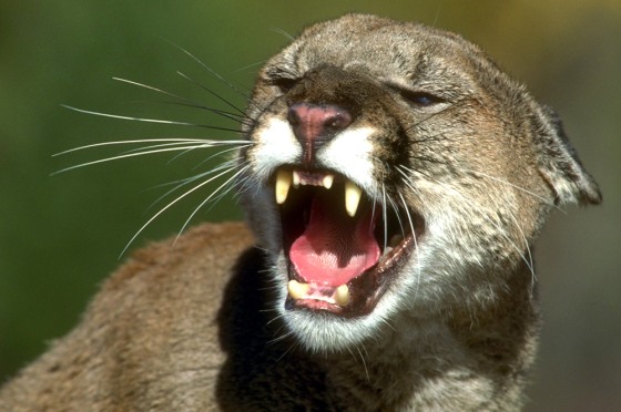 why do cougars growl
