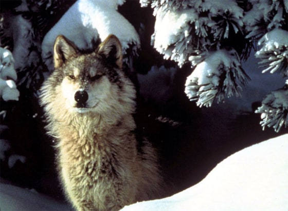 Alaska aerial hunt of wolves declared illegal