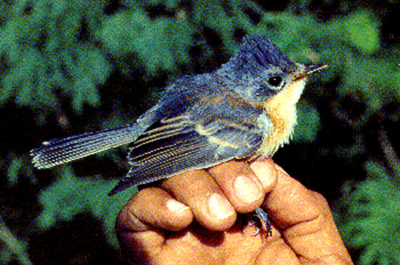 Activists: U.S. lost 114 species in 20 years