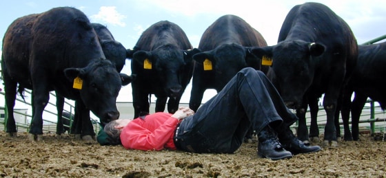 slaughterhouse animals