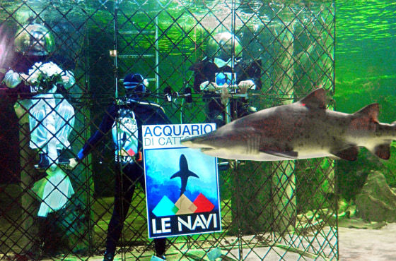 Italian couple say 'I do' in shark tank
