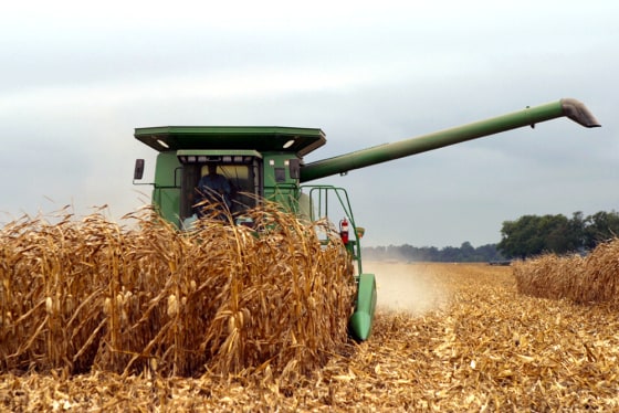 Corn Field Harvested In Ohio