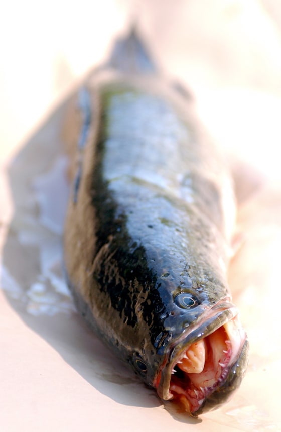 ‘Frankenfish’ rears its ugly head in Lake Michigan