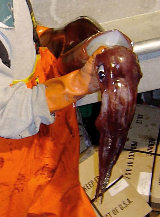 humboldt squid bite