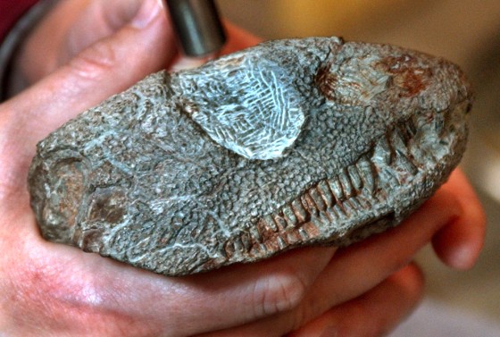 College student finds new species of amphibian