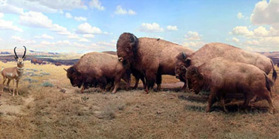 did bison almost go extinct