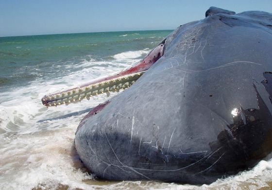 Deep-diving whales suffer from the bends