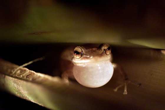 Hawaii goes after noisy, out-of-state frogs