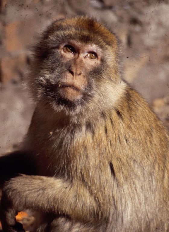 World War II’s monkey mystery solved