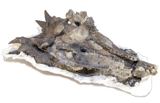 New dinosaur species found in S. Dakota