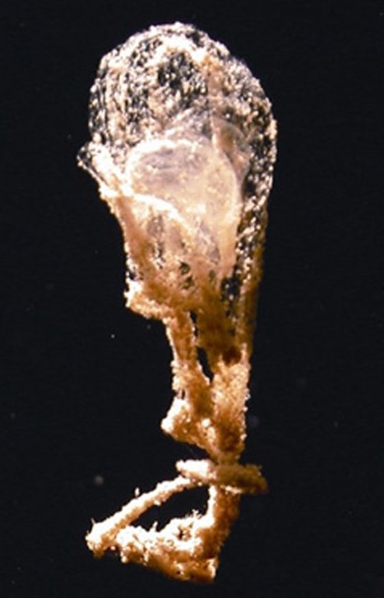 Giant balls of 'snot' explain ocean mystery